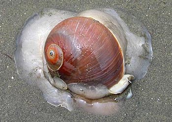 玉螺总科 Naticacea 蓝色动物学（中国动物学科普）